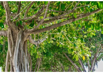 Some Plants and Trees are worshipped as Sacred by the Hindus ...